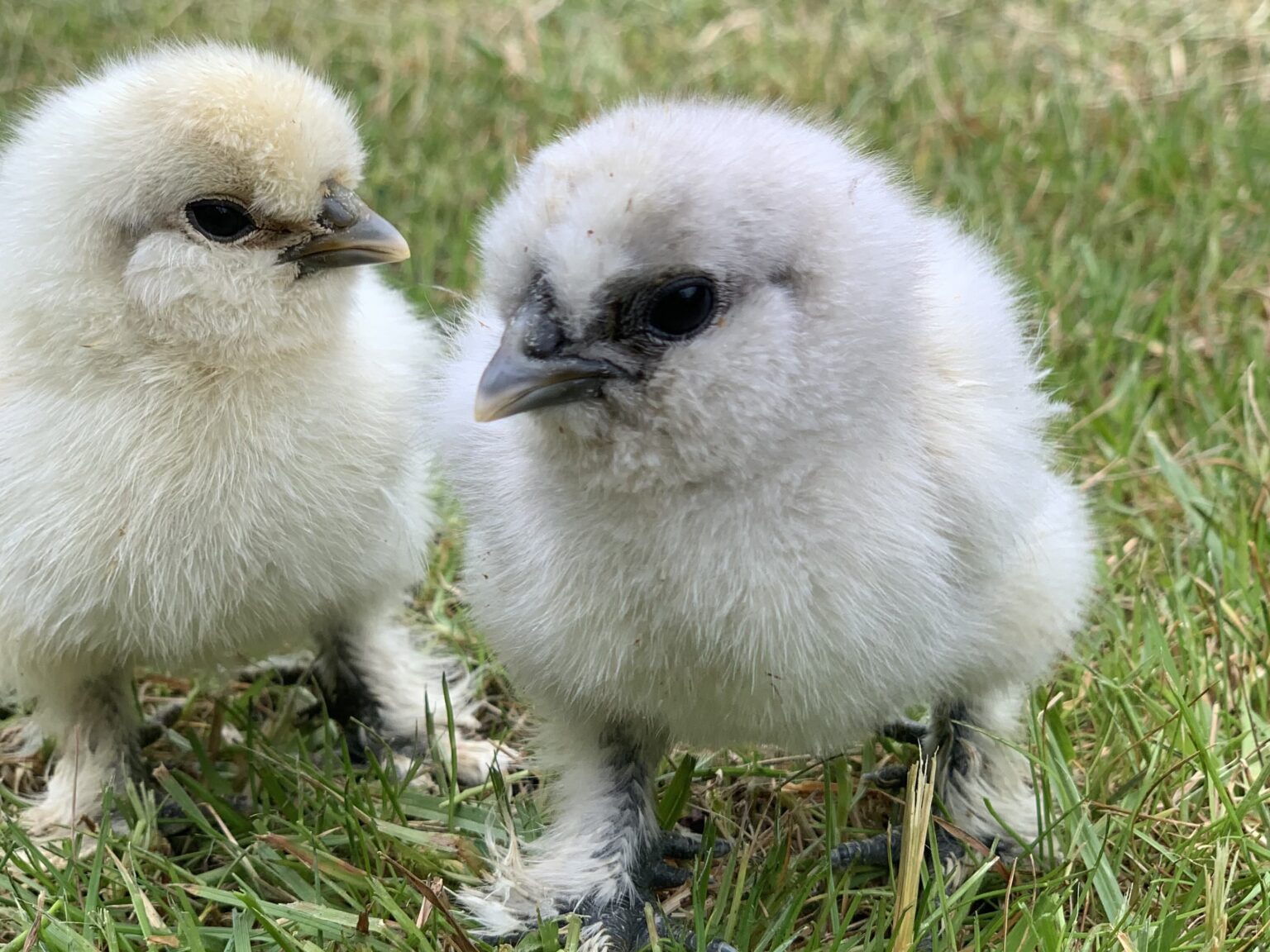 Lessons from Chickenlandia: Putting Young Chickens Outside Full-Time ...